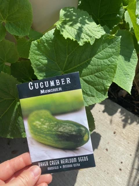 Bluebonnet Country Muncher Cucumber | Rockwall Co-Op