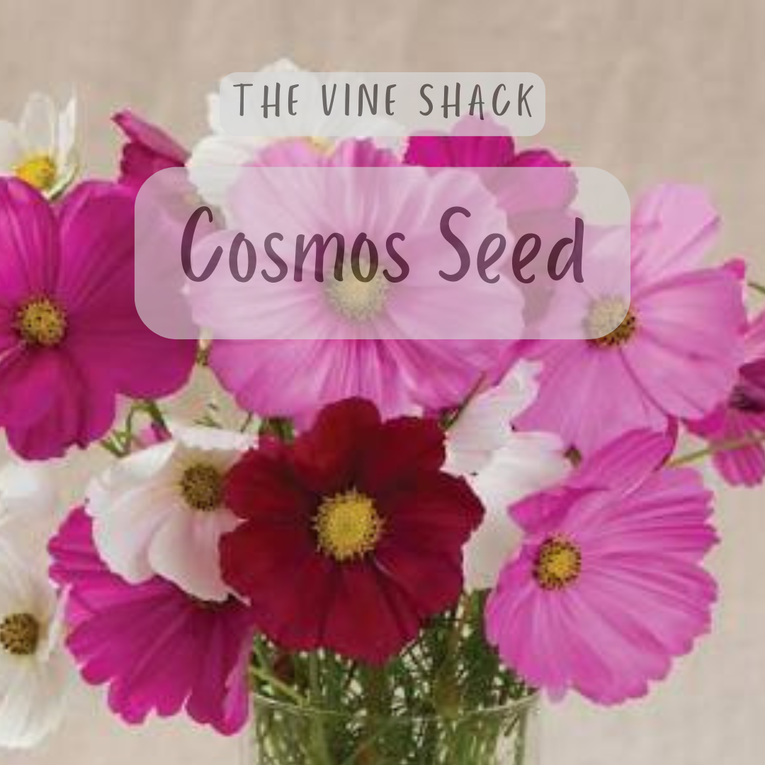 The Vine Shack: Cosmos Flower Seed Packet Sensation Mix | Rockwall Co-Op