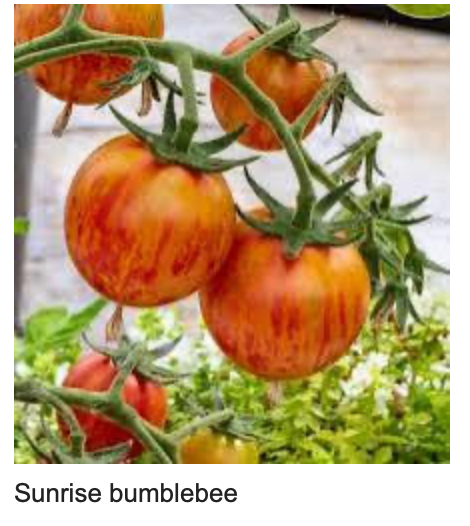 Bluebonnet Country: Sunrise Bumblebee Tomato Plant | Rockwall Co-Op